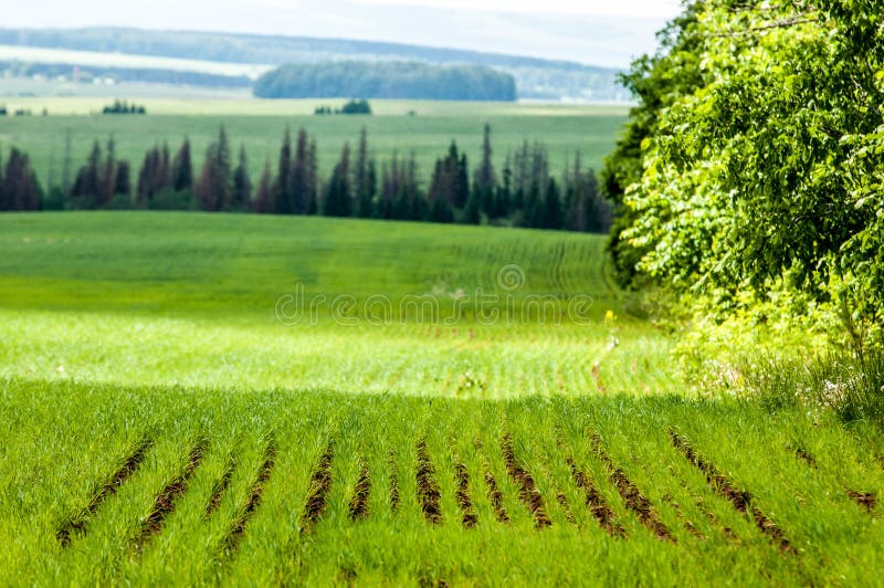 Summer, Summertime, Summer-tree Stock Photo - Image of park, flower ...