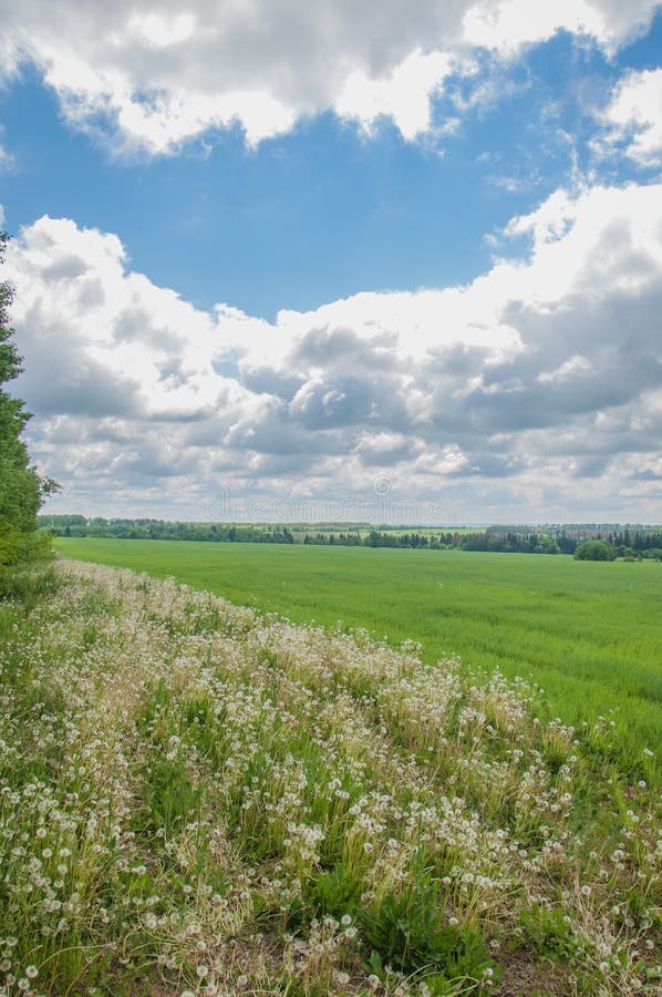 Summer, Summertime, Summer-tree Stock Image - Image of beauty, country ...
