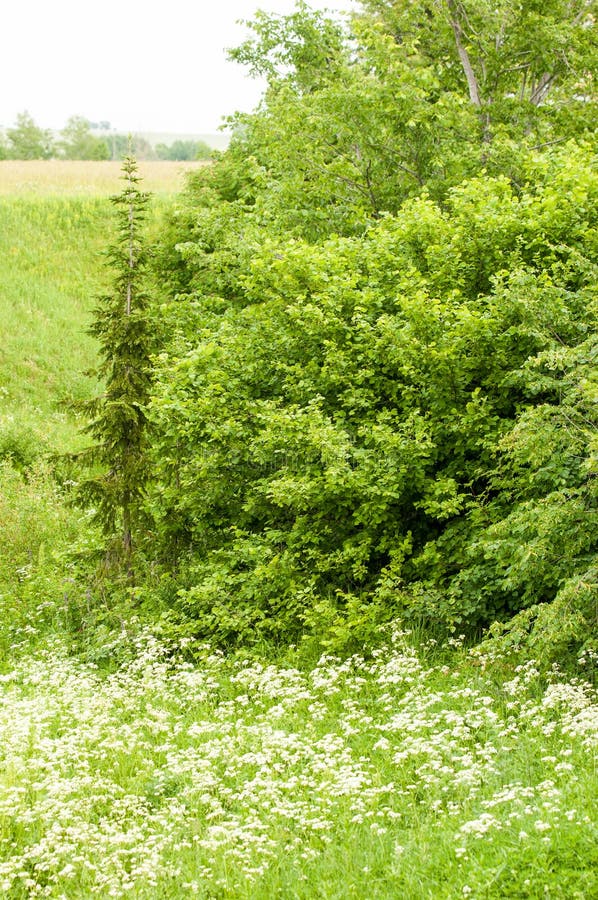 Summer, Summertime, Summer-tree Stock Image - Image of land, blue ...