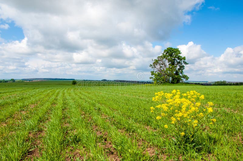Summer, Summertime, Summer-tree Stock Photo - Image of bright, horizon ...