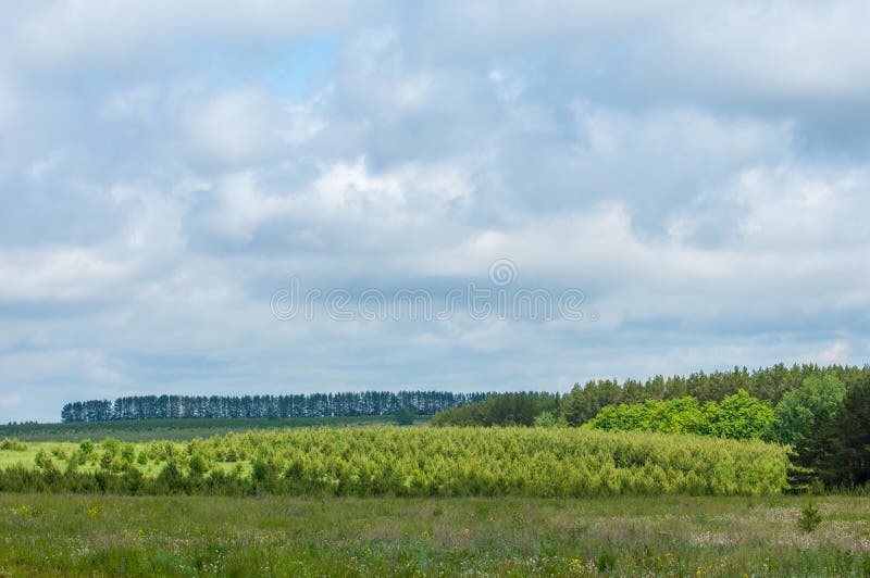 Summer, Summertime, Summer-tree Stock Image - Image of flowers, meadow ...