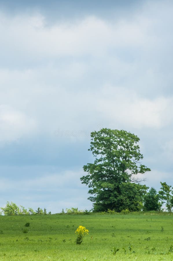 Summer, Summertime, Summer-tree Stock Photo - Image of landscape, grass ...