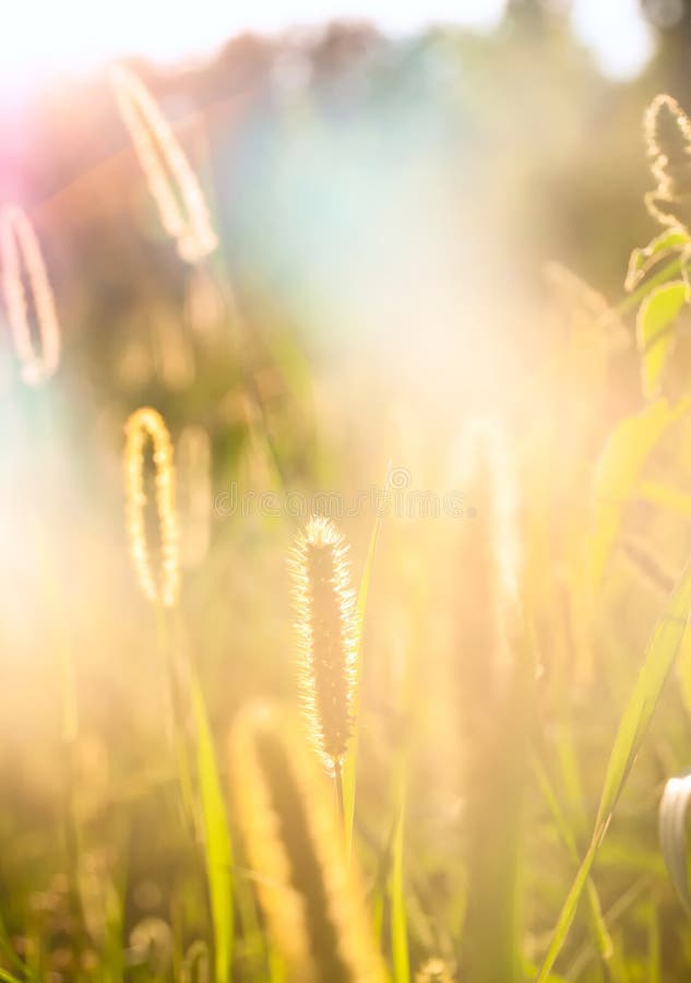 Summer sun stock image. Image of grass, outdoors, sunlight - 18492839