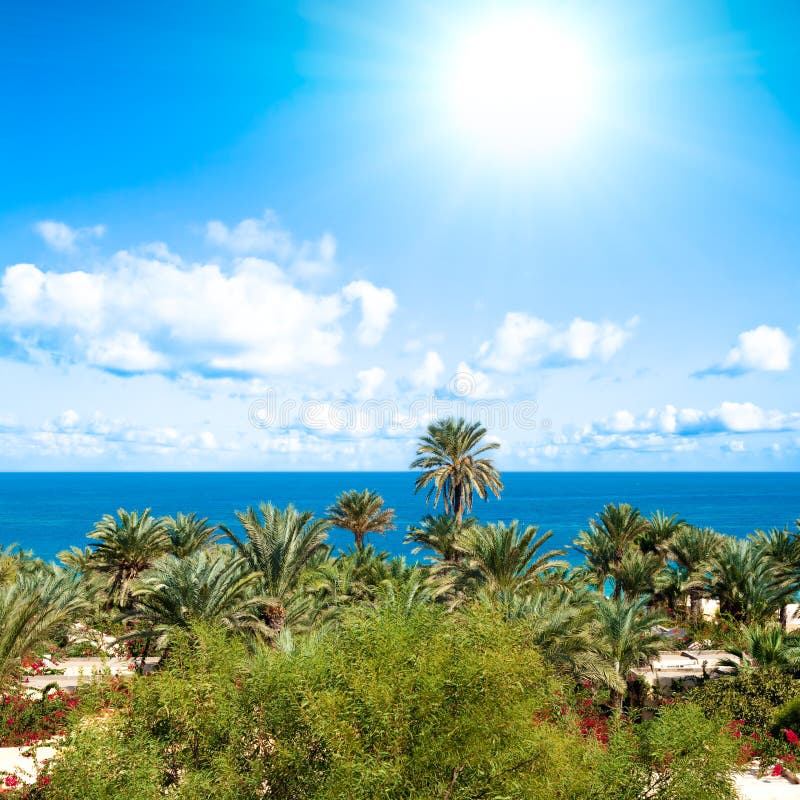 Summer sun stock image. Image of colorful, natural, beauty - 8850931