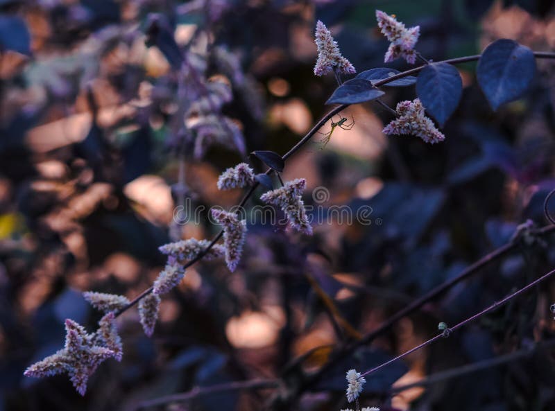 Summer sun back light stock image. Image of spider, back - 139976741