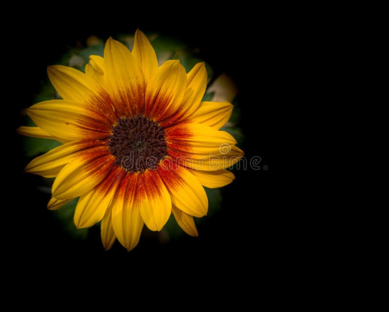 Summer Sun Flower Emerging from the Dark Stock Image - Image of macro ...