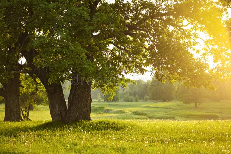Summer Sun Light Falls through a Oak Tree. Sunset in the Evening. the ...