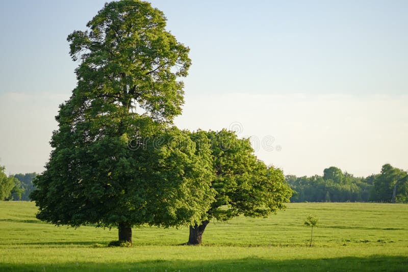 Old Oak Trees at Summer Evening with Sunbeams Shining Thru Leaves Stock ...