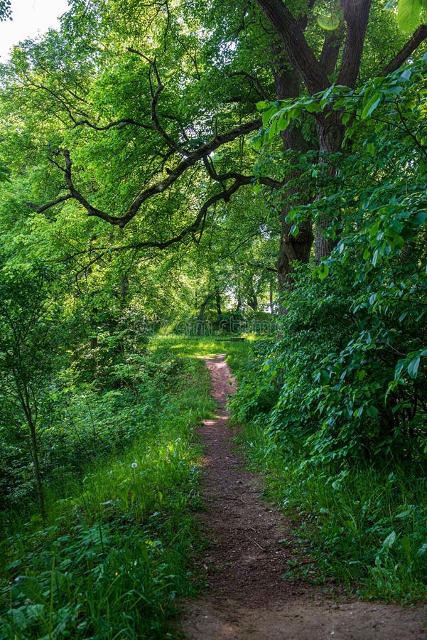 Summer Sun Lit Green Forest Park for Relaxsation Stock Photo - Image of ...
