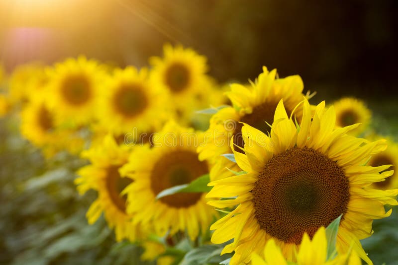 Summer Sun Over the Sunflower Field Stock Image - Image of blossom ...