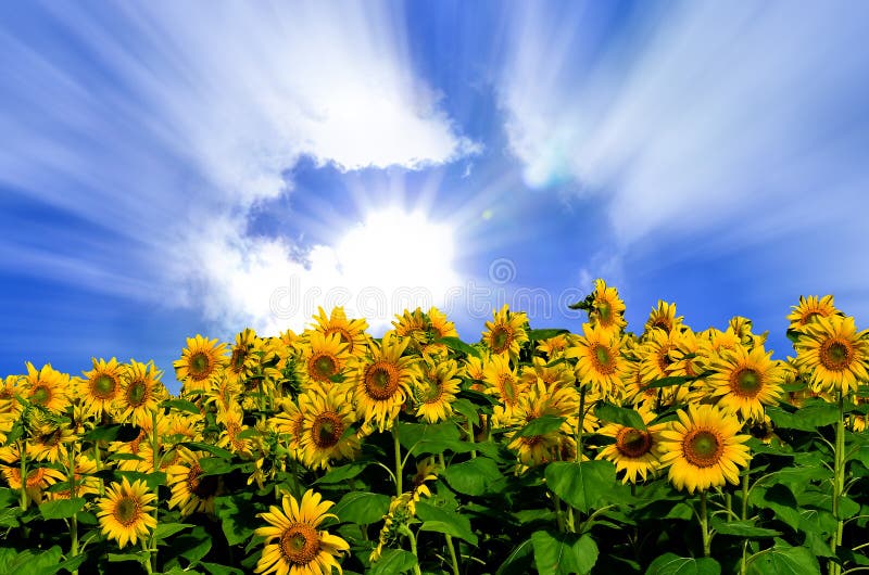 Summer Sun Over the Sunflower Field Stock Photo - Image of cloud ...