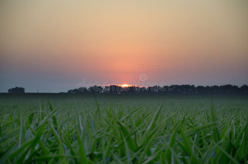In the summer the sun sets stock image. Image of small - 90299579