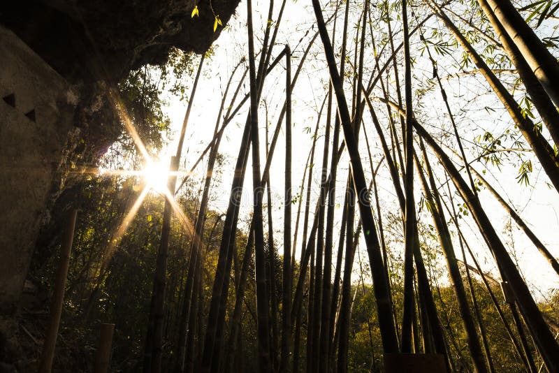 The Summer Sun Shines through the Bamboo Trees Stock Image - Image of ...