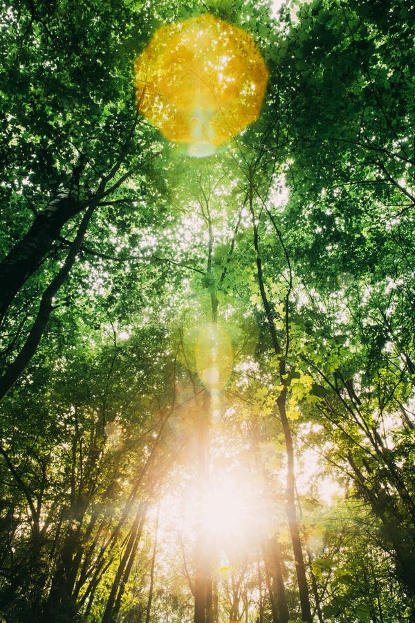 Summer Sun Shining through Canopy of Tall Trees. Sunlight in Dec Stock ...