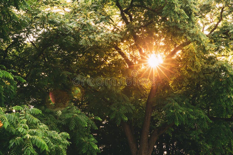 Summer Sun Shining through Canopy of Tall Trees. Sunlight in Dec Stock ...