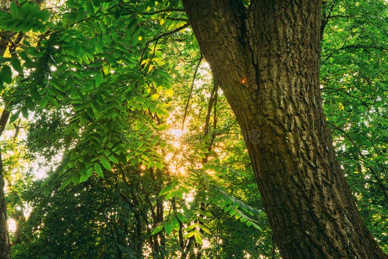 Summer Sun Shining through Canopy of Tall Trees. Sunlight in Dec Stock ...
