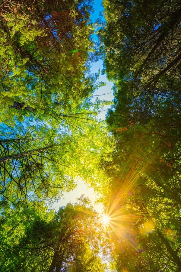 Summer Sun Shining through Canopy of Tall Trees. Upper Branches of Tree ...