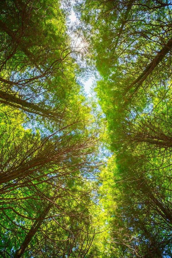 Summer Sun Shining through Canopy of Tall Trees. Upper Branches of Tree ...