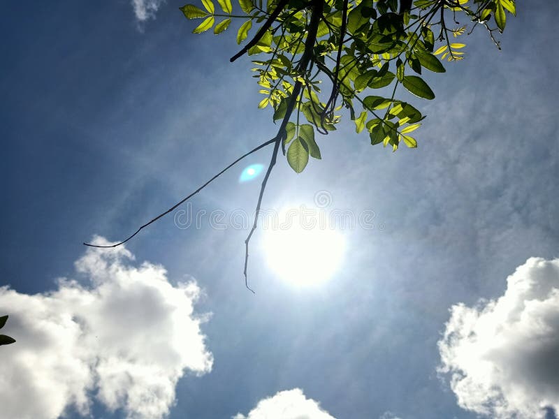 Summer Sun Shining through the Canopy of the Tree Stock Photo - Image ...