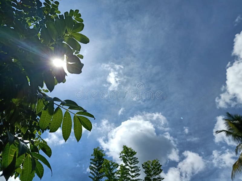 Summer Sun Shining through the Canopy of the Tree Stock Image - Image ...