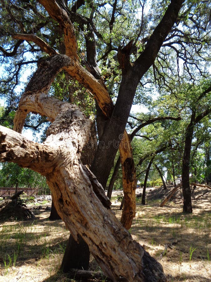 Twisted Tree in the Forest with Bark Missing and Broken Branches Stock ...