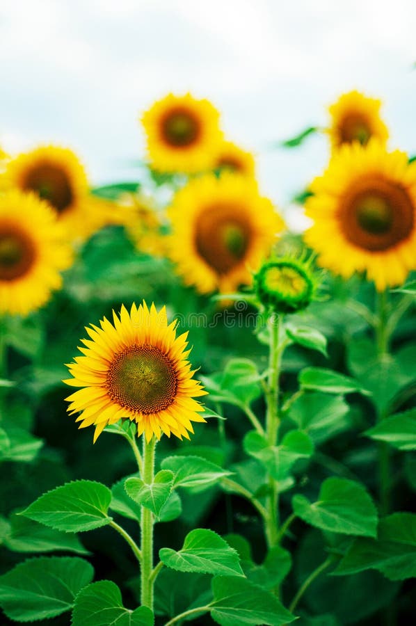 Summer Sunflower Field. Field of Sunflowers with Blue Sky. a Sunflower ... Summer Sunflower Field. Field of Sunflowers with Blue Sky. a Sunflower ...