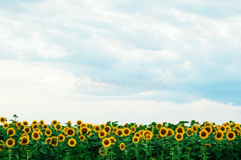 Summer Sunflower Field. Field of Sunflowers with Blue Sky. a Sunflower ... Summer Sunflower Field. Field of Sunflowers with Blue Sky. a Sunflower ...
