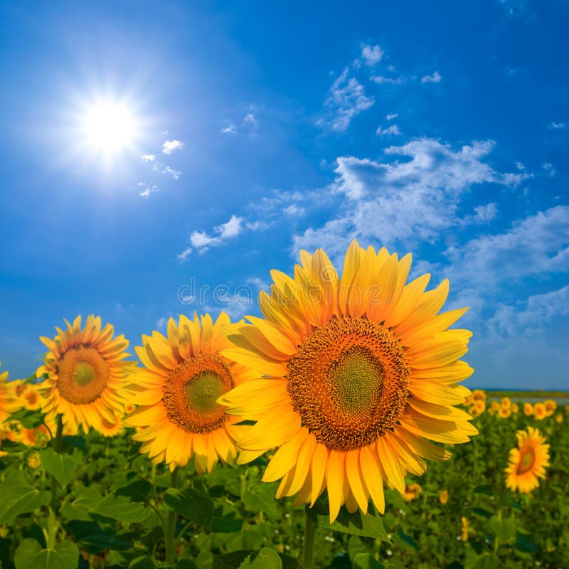 Summer Sunflower Field Under a Sparkle Sun Stock Photo - Image of rural ...