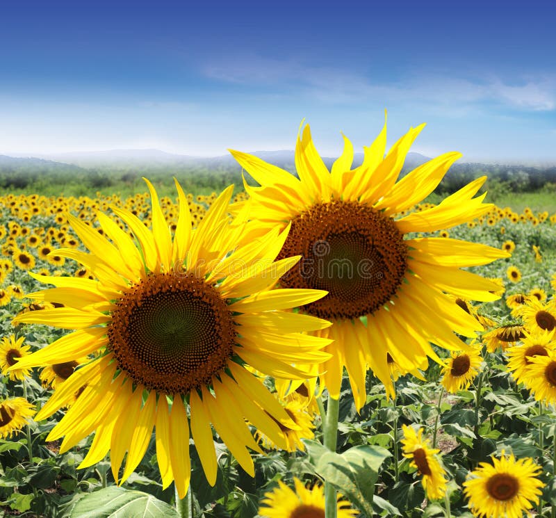 Summer Time Flowers stock photo. Image of flower, grown - 39900206