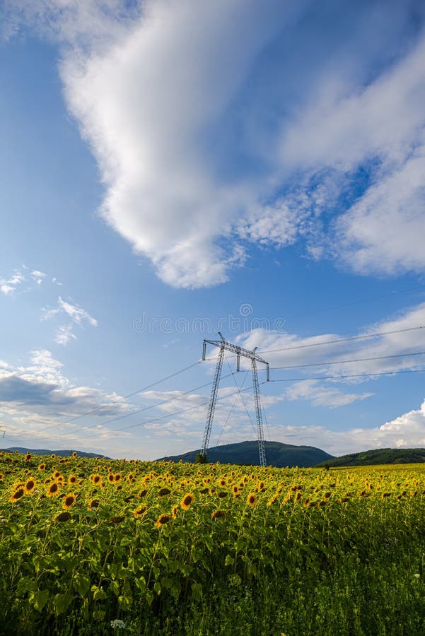 Summer Sunflowers Landscape after Storm Stock Image - Image of chasing ...