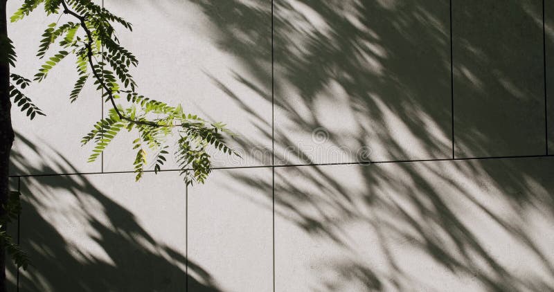 Summer Sunlight and Green Branch of Tree with Shadow on Beige Tiled ...