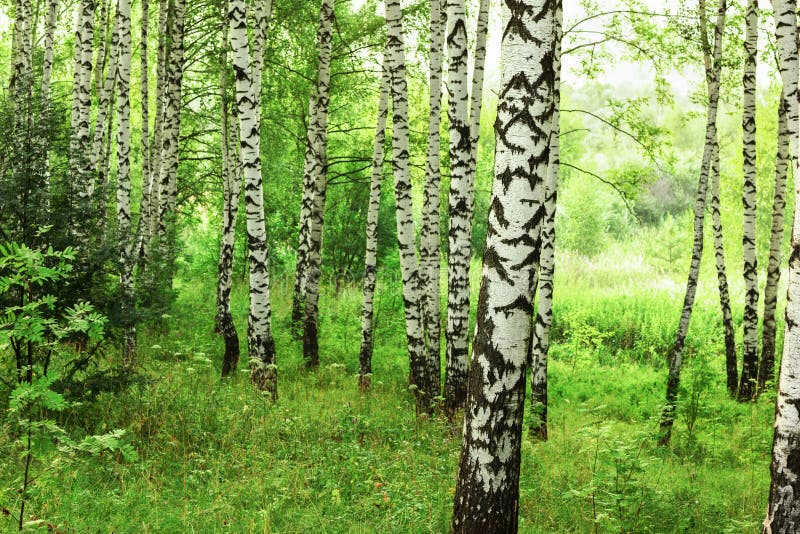 Summer in Sunny Birch Forest Stock Photo - Image of branch, lush: 84648548
