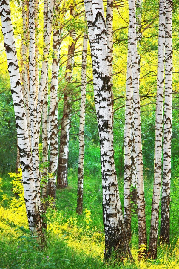 Summer in Sunny Birch Forest Stock Photo - Image of ornamental, birch ...