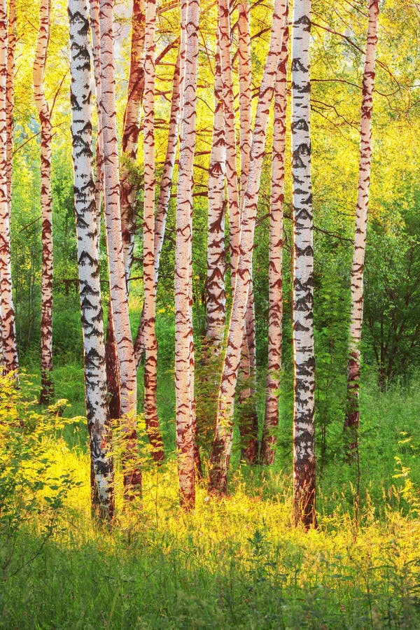 Summer in Sunny Birch Forest Stock Photo - Image of background, nature ...