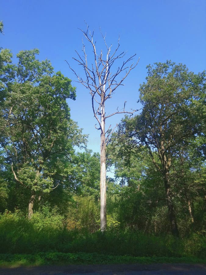 Dry Tree in Forest. Blue Sky. Road. Summer Sunny Day. Stock Photo ...