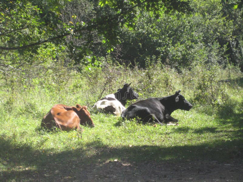 Summer Sunny Day. Cows on Green Meadow. Stock Photo - Image of cows ...
