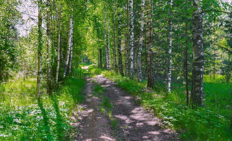 Road in summer forest stock image. Image of passes, forest - 108630303