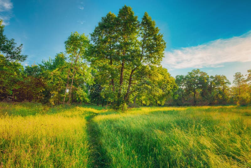 Summer Sunny Forest Trees, Green Grass, Lane, Path, Pathway. Nature ...