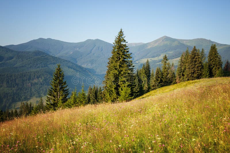 Summer sunny meadow stock image. Image of plants, spring - 36019081