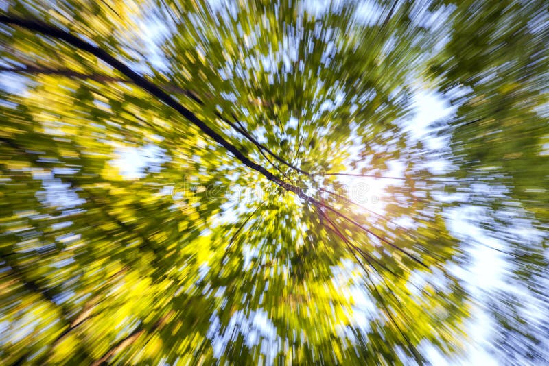 Summer Sunny Tree Explosion. Color Image Stock Image - Image of ...