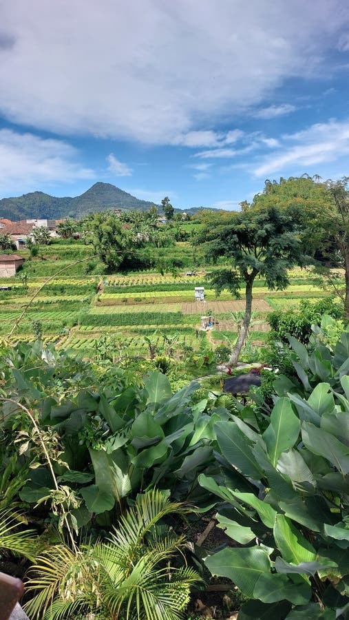 Summer, Sunny Weather, Green and Cool Mountain Scenery Stock Image ...