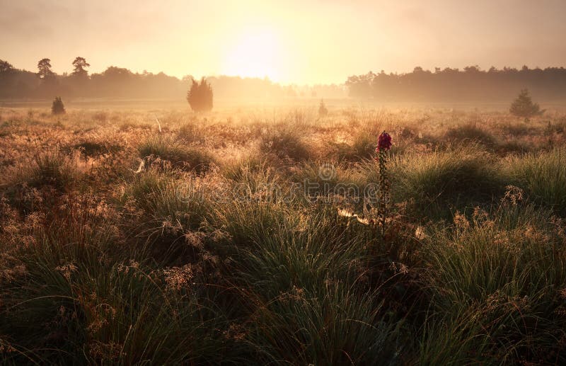 Summer Gold Sunrise Over Meadow Stock Photo - Image of scenic, horizon ...