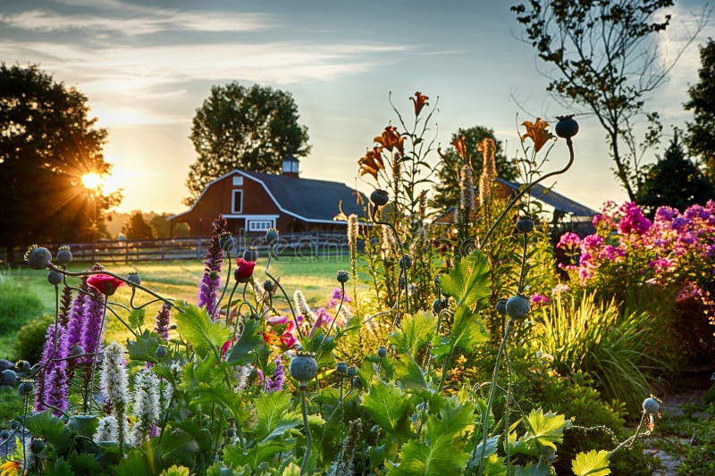 Summer Sunrise Over Barn and Flower Garden Stock Photo - Image of ...