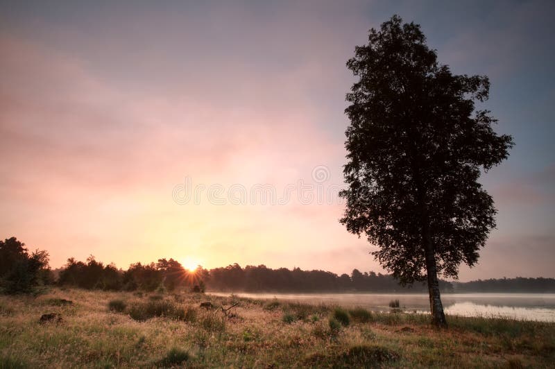 Summer Sunrise Over Meadow by Lake Stock Image - Image of meadow ...