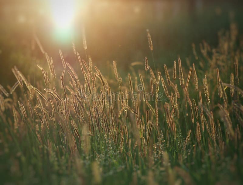 Summer sunset in forest stock photo. Image of water - 191012056