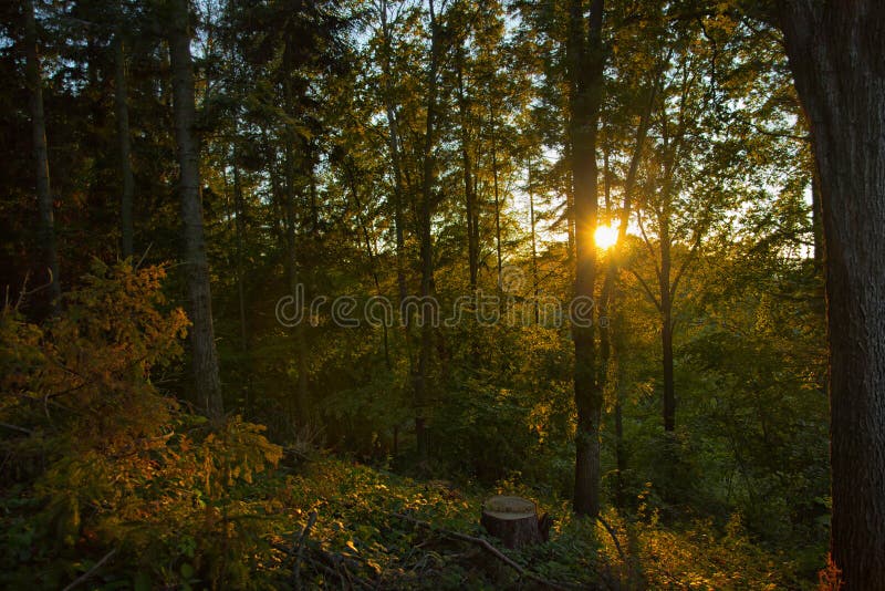 Summer Sunset Forest stock photo. Image of rays, coming - 76985492
