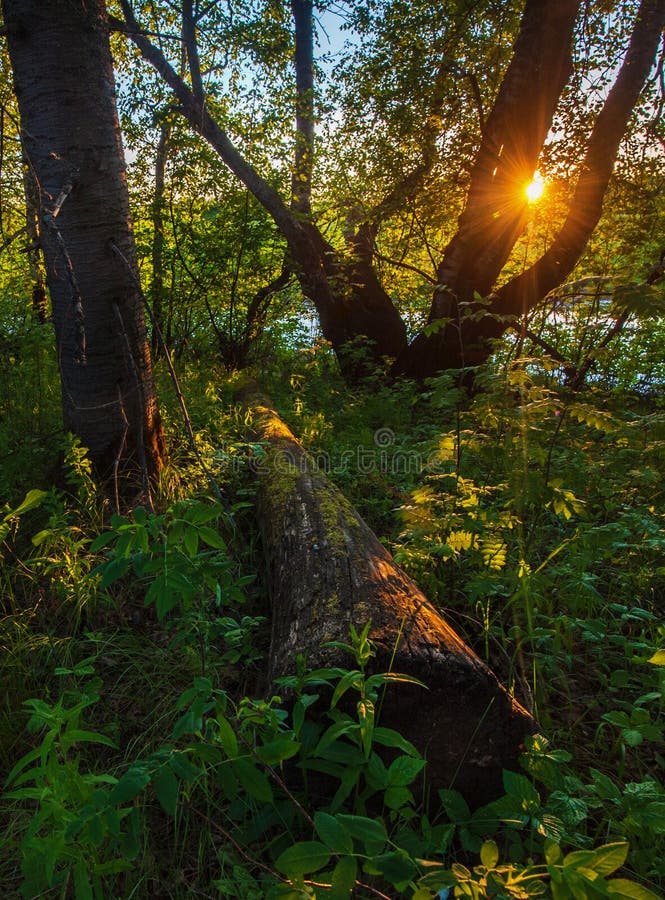 Summer Sunset in the Forest Stock Image - Image of meadow, grass: 58519665