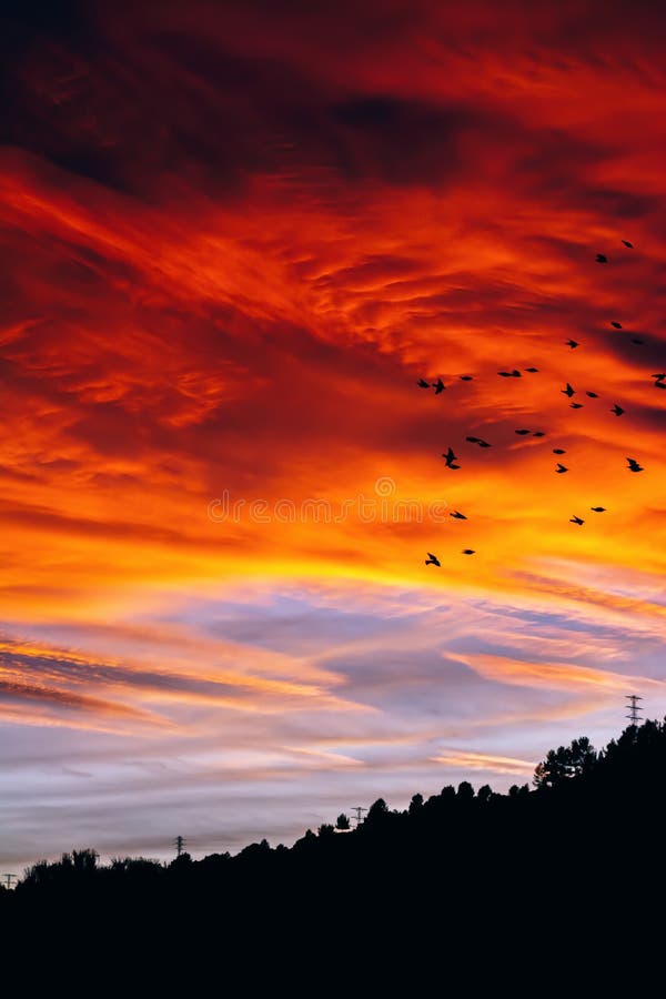 Summer Sunset with High Contrast and Flying Birds Stock Image - Image ...