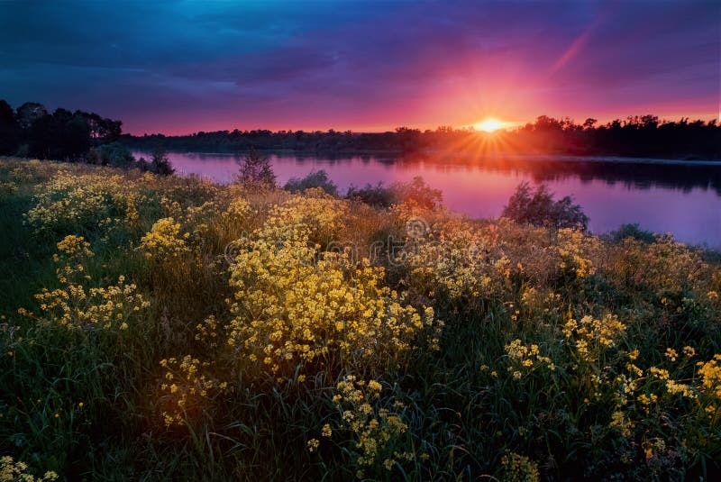 Summer Sunset Landscape with a River and Yellow Flowers Stock Image ...