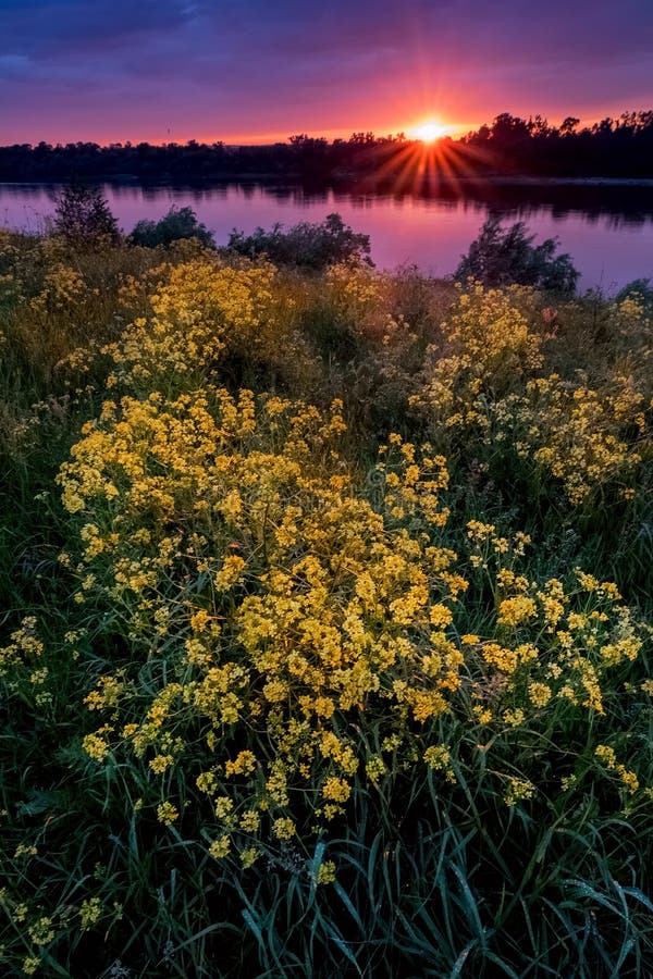 Summer Sunset Landscape with a River and Yellow Flowers Stock Image ...